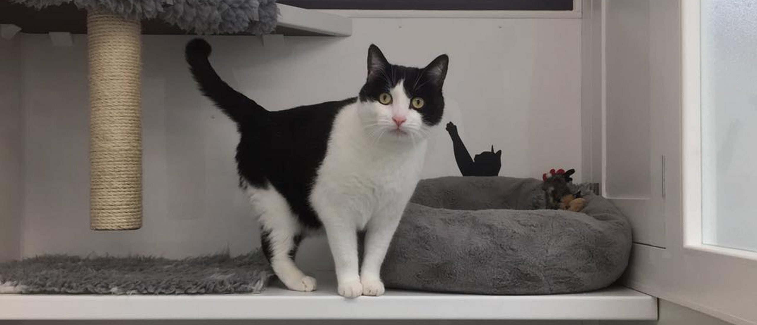 The Importance of Cat Enrichment at Cozy Cats Cattery - Cozy Cats Cattery