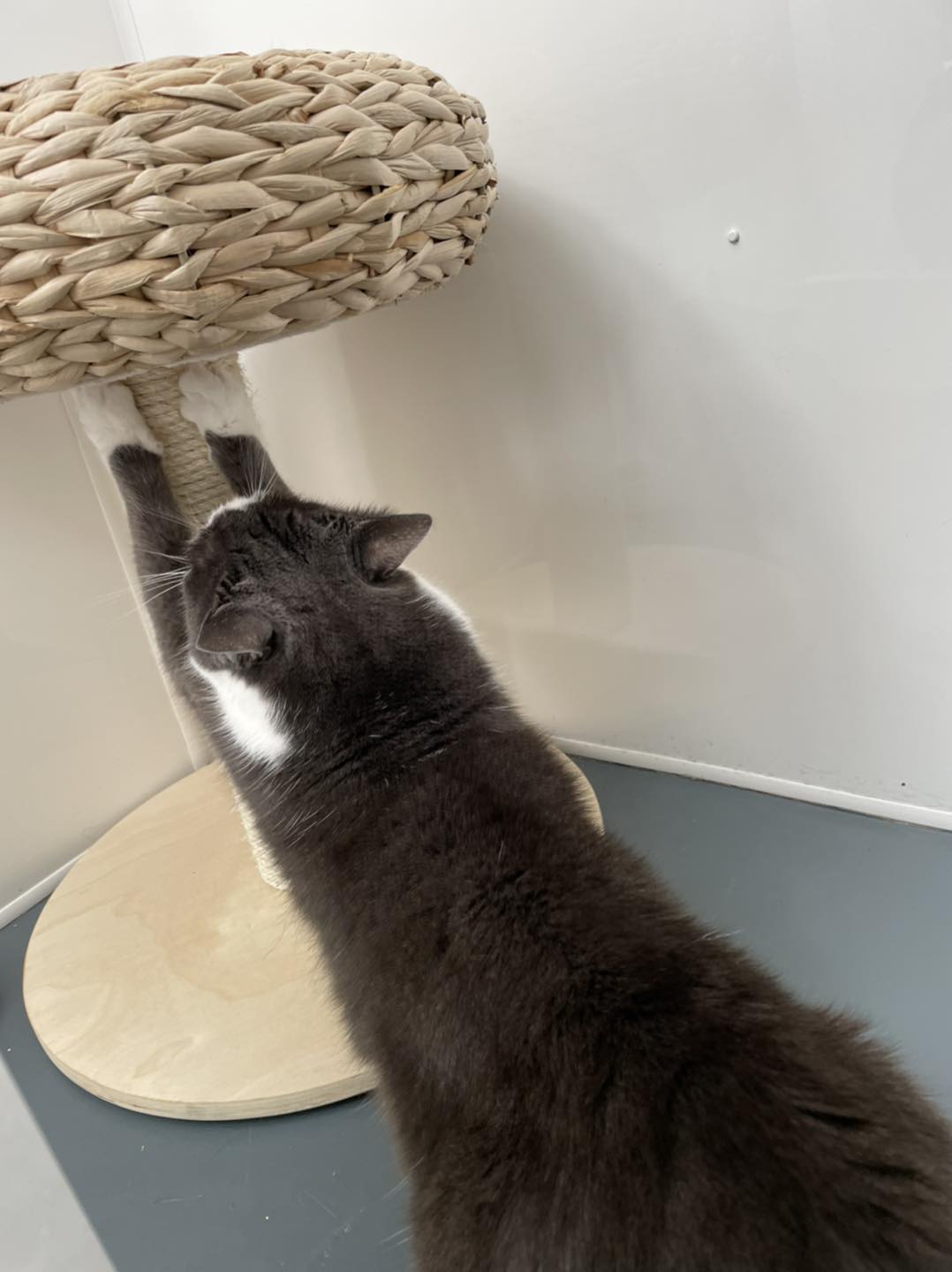 The Importance of Cat Enrichment at Cozy Cats Cattery - Cozy Cats Cattery